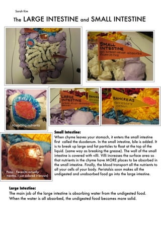 The Digestive System: Model | PAGES