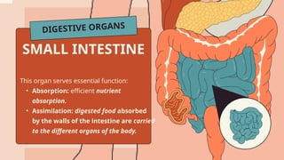 The Digestive System Science-Grade .pptx