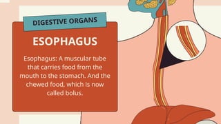 The Digestive System Science Educational Presentation in Dark Orange ...