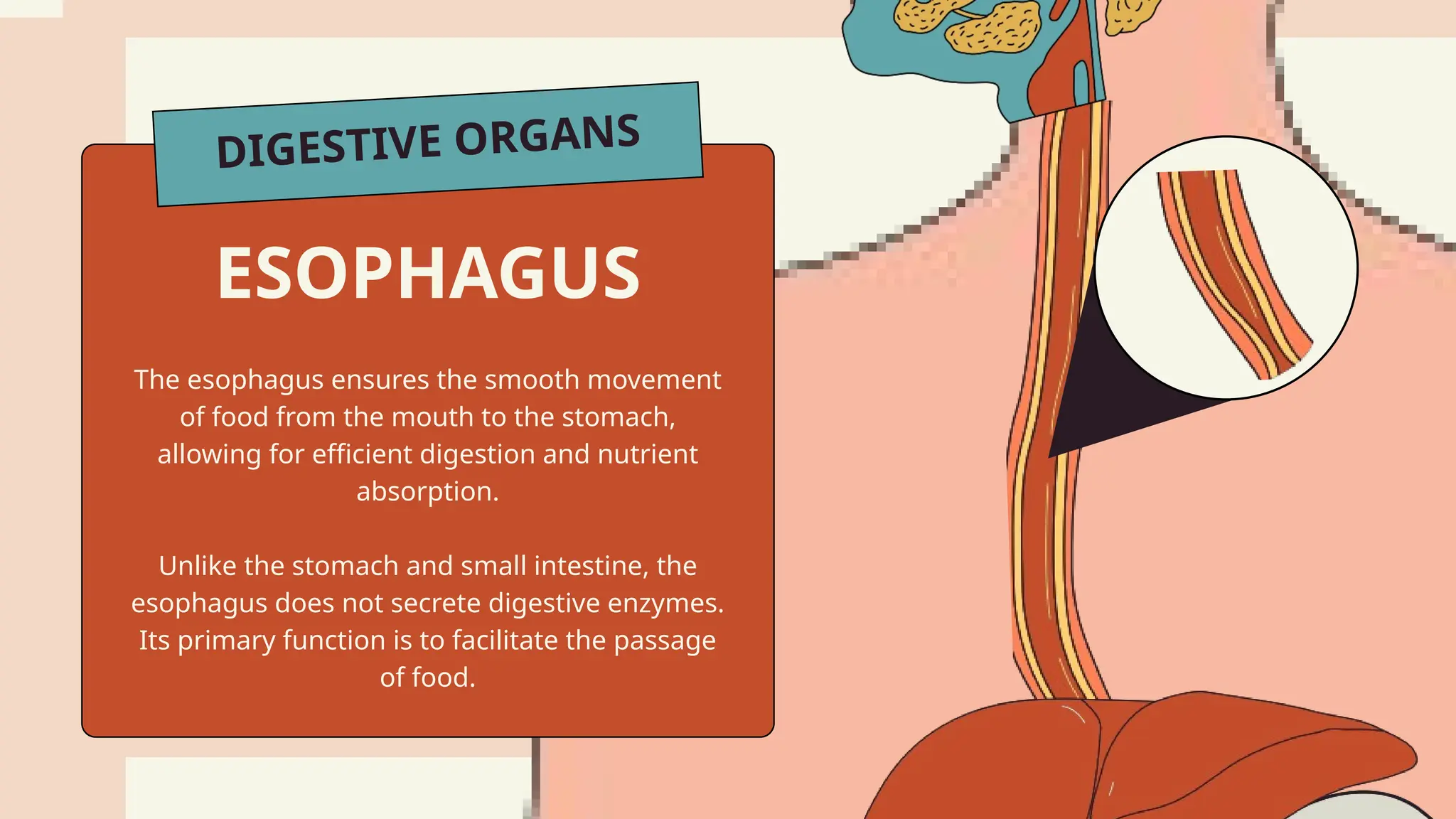 The Digestive System Science Educational Presentation in Dark Orange ...