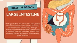 The Digestive System Science Educational Presentation in Dark Orange ...