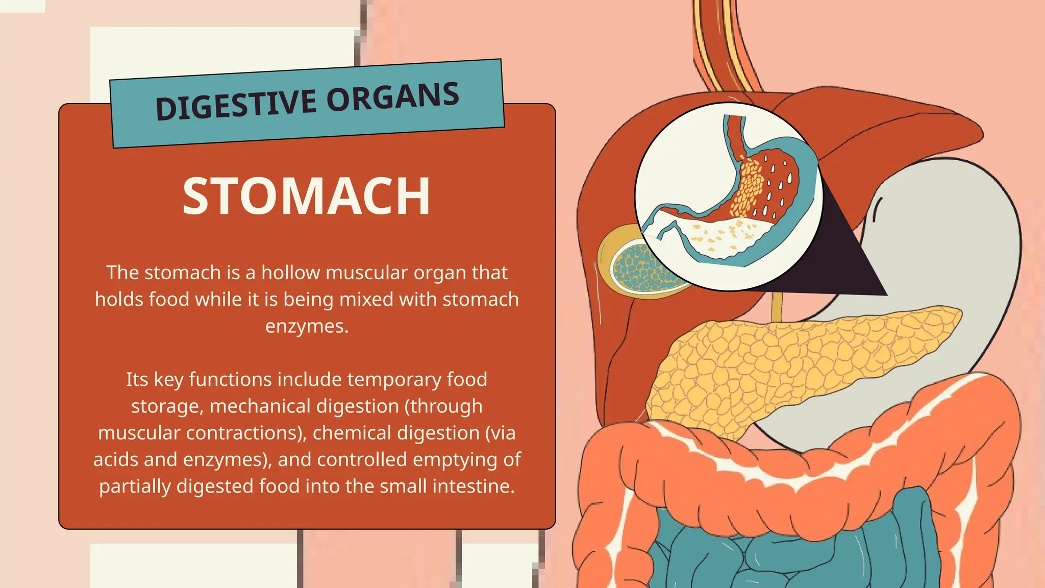 The Digestive System Science Educational Presentation in Dark Orange ...
