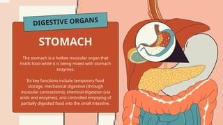 The Digestive System Science Educational Presentation in Dark Orange ...