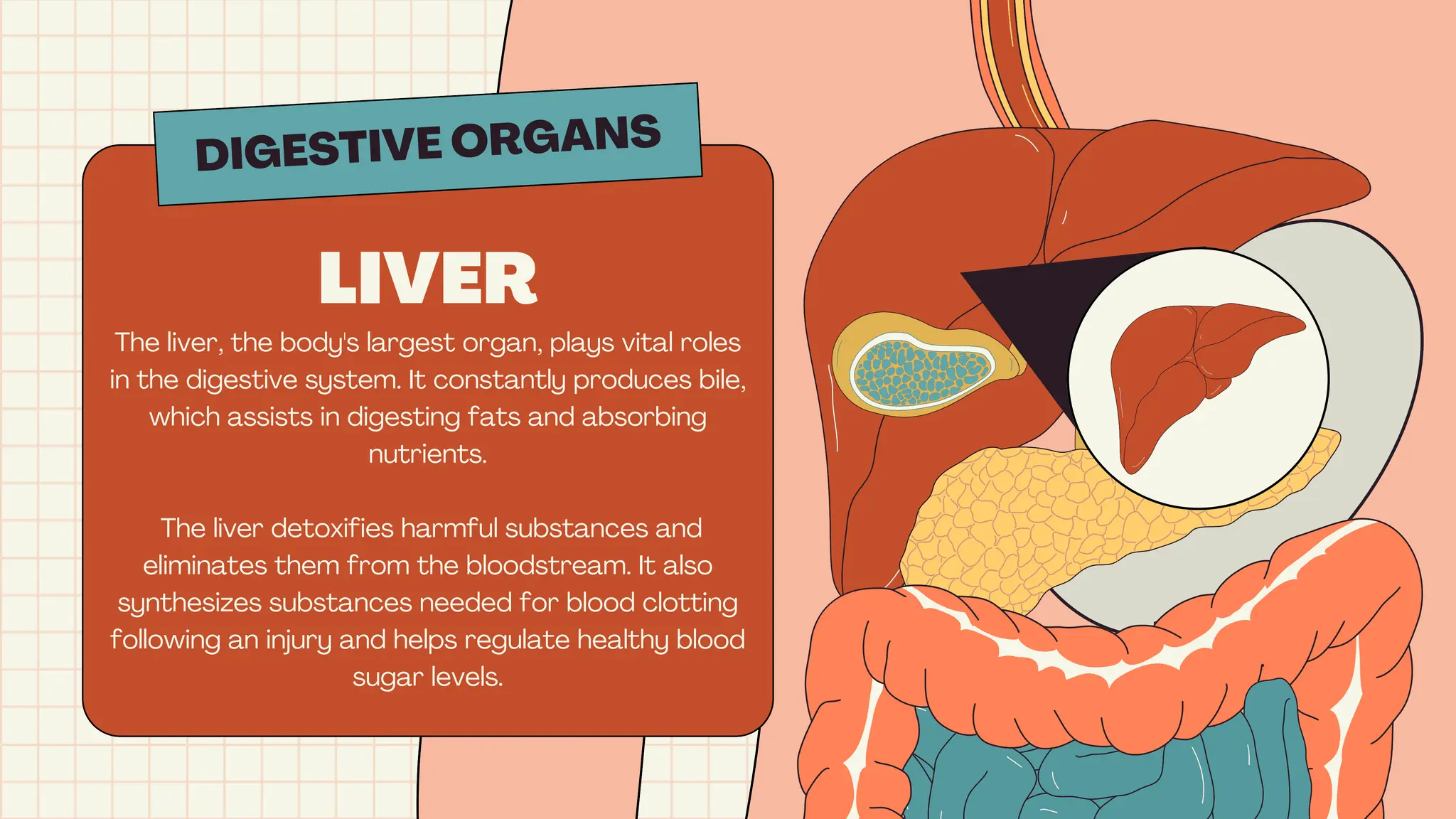 The Digestive System Science Educational Presentation in Dark Orange ...