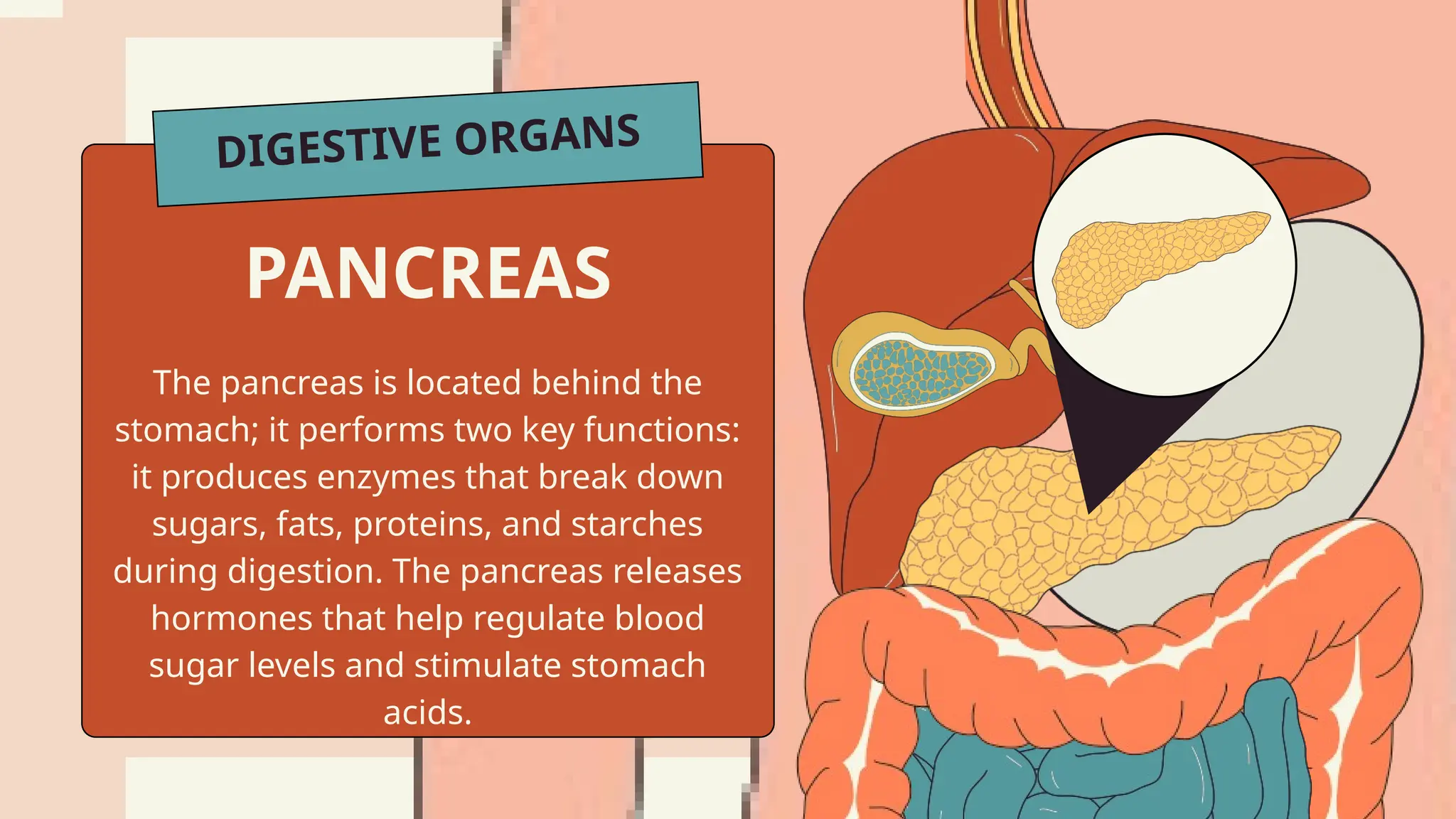 The Digestive System Science Educational Presentation in Dark Orange ...