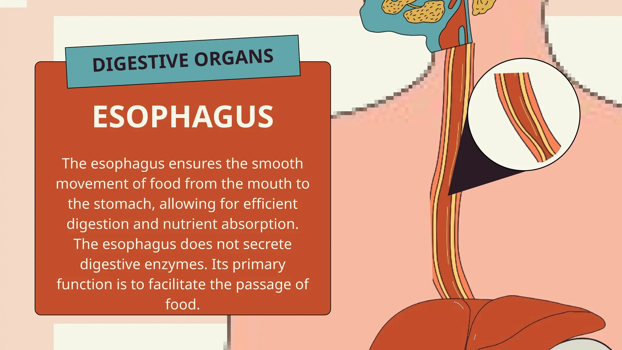 The Digestive System Science Educational Presentation in Dark Orange ...