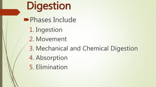 The Human Digestive System | PPTX | Digestive Disorders | Diseases and ...