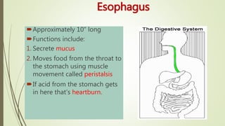The Human Digestive System | PPT