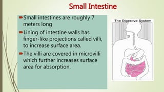 The Human Digestive System | PPT