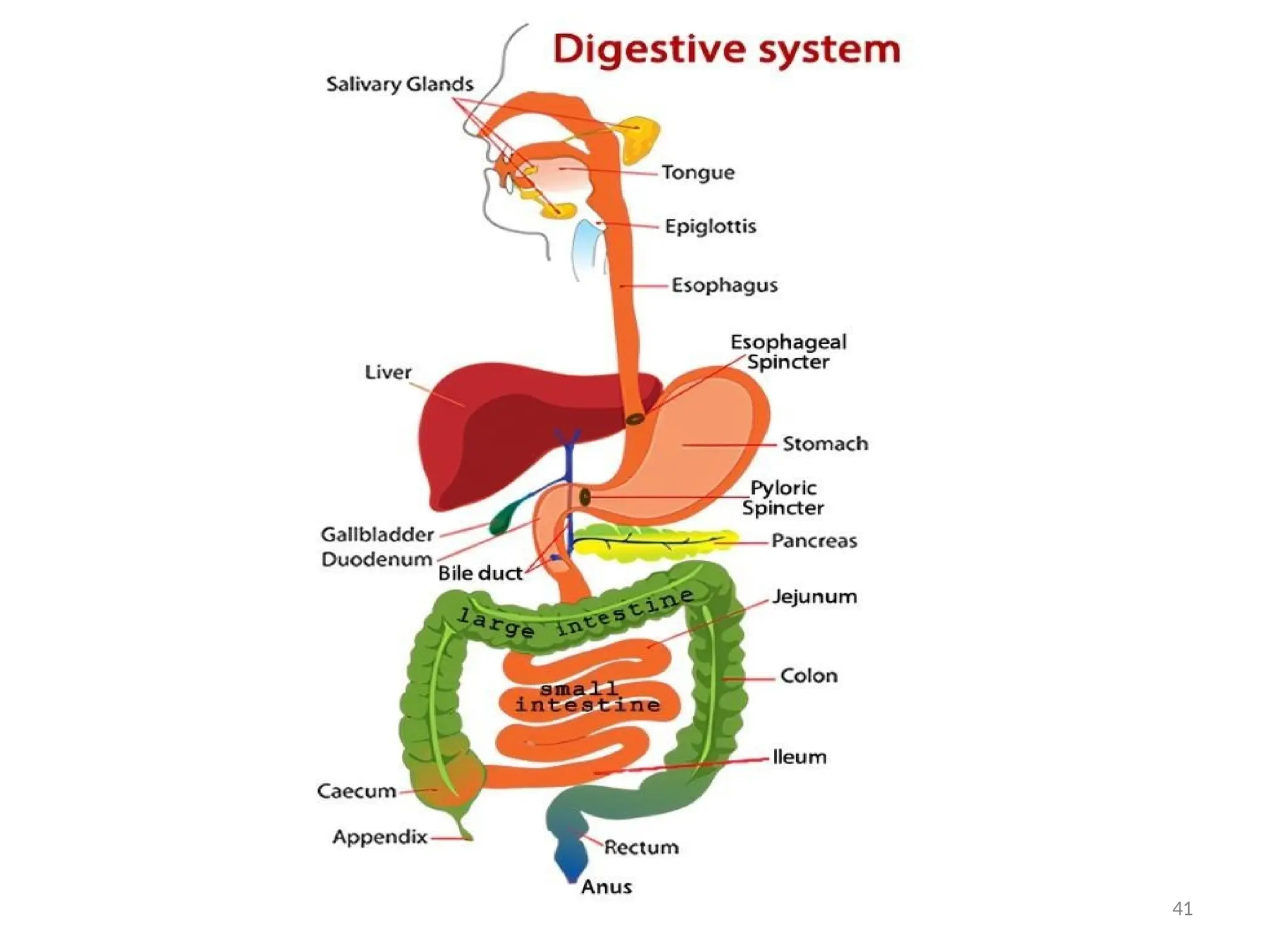 ANATOMY AND PHYSIOLOGY OF The Digestive System UNIT 10.pptx
