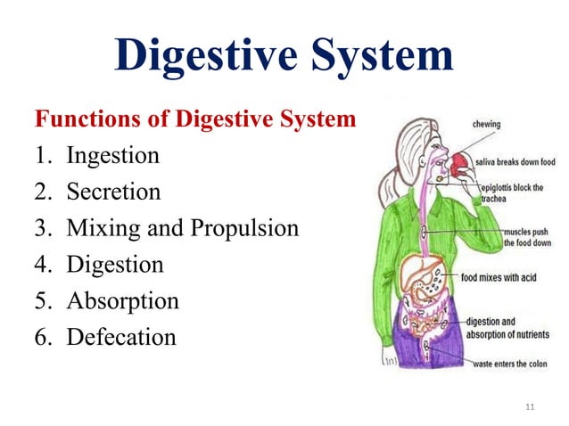 ANATOMY AND PHYSIOLOGY OF The Digestive System UNIT 10.pptx