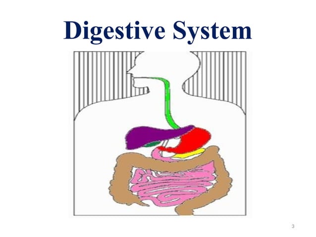 ANATOMY AND PHYSIOLOGY OF The Digestive System UNIT 10.pptx