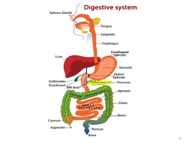 ANATOMY AND PHYSIOLOGY OF The Digestive System UNIT 10.pptx