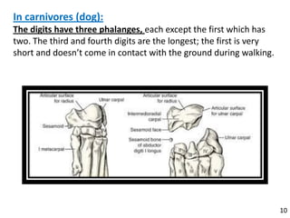 The digit of the manus.pdf