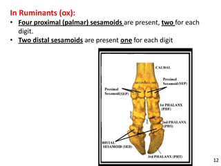 The digit of the manus.pdf