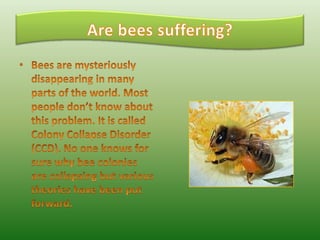 The Disappearing Honeybee | PPTX