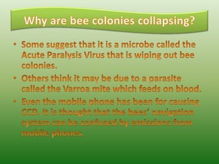 The Disappearing Honeybee | PPTX