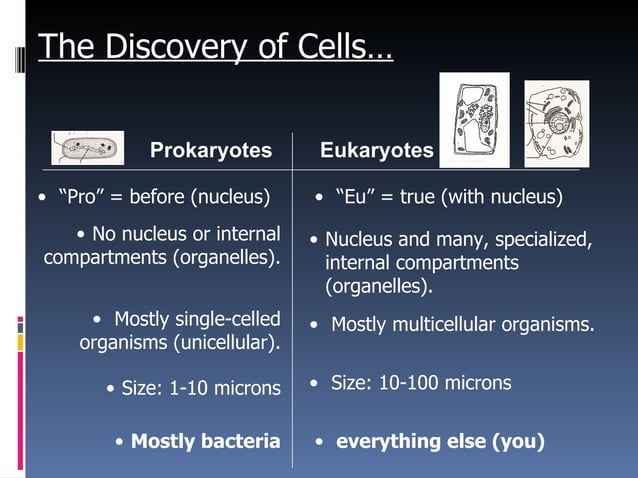 The discovery of cells notes | PPT | Biological Sciences | Science