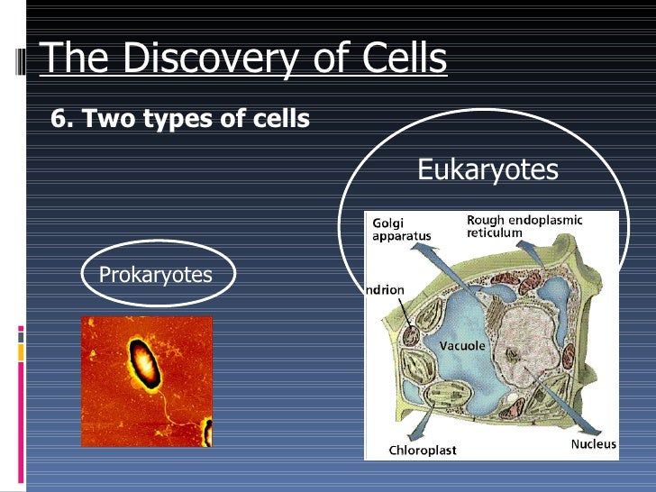The discovery of cells notes