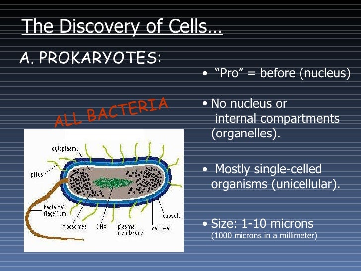 The discovery of cells notes