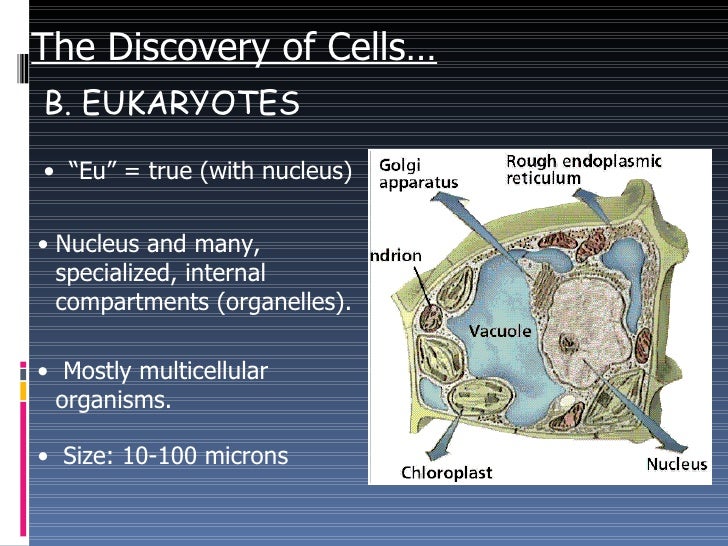 The discovery of cells notes