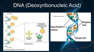 The Discovery of DNA | PPTX