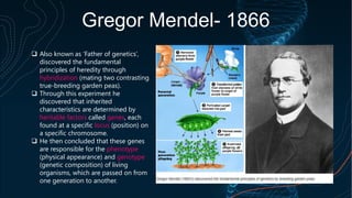 The Discovery of DNA | PPTX