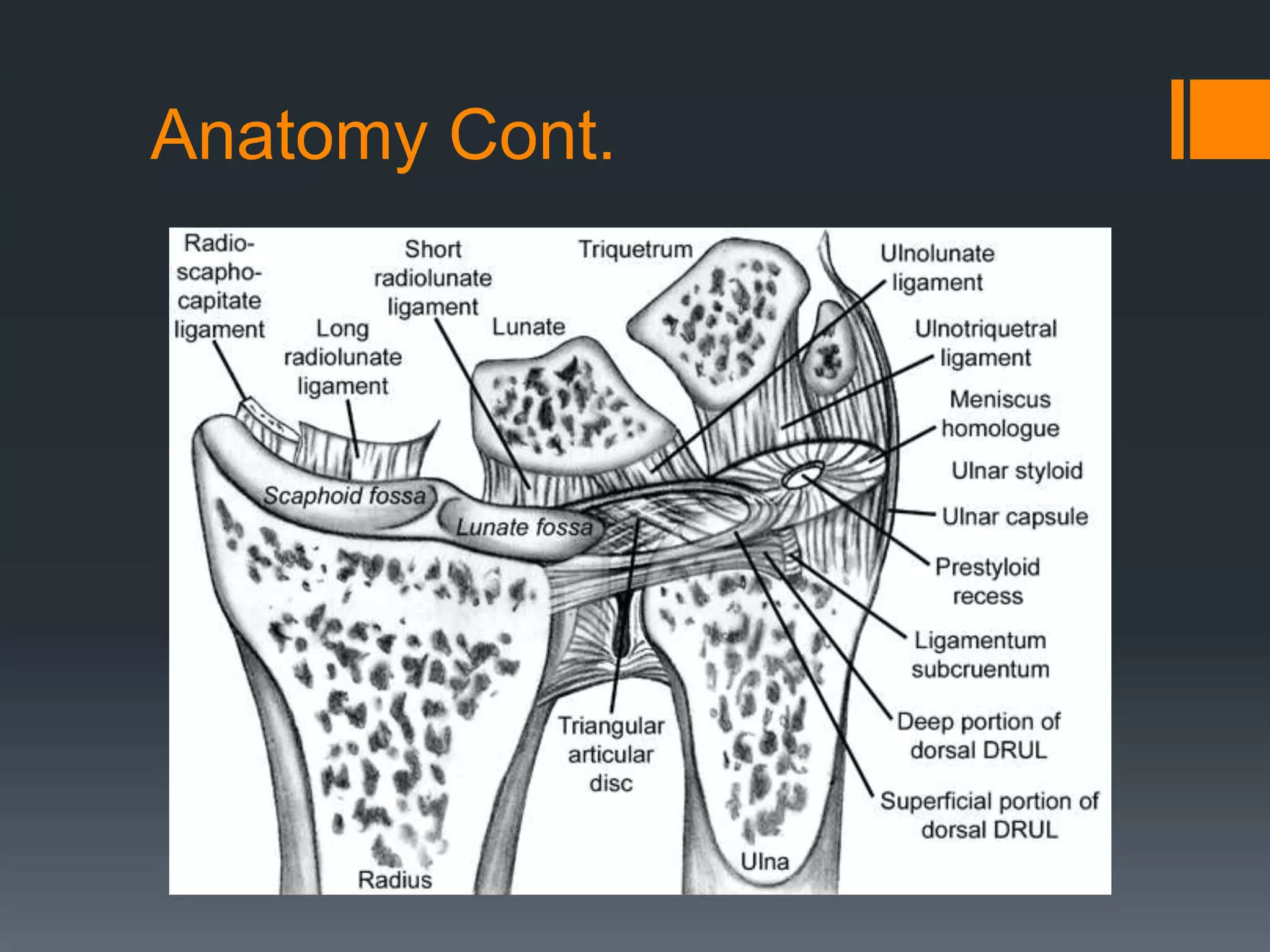 The distal radioulnar joint and tfcc | PPTX