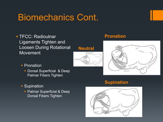 The distal radioulnar joint and tfcc | PPTX