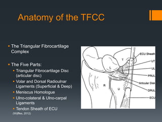 The distal radioulnar joint and tfcc | PPTX