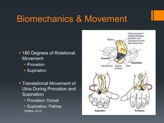 The distal radioulnar joint and tfcc | PPTX