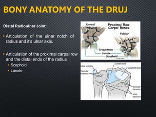 THE DISTAL RADIOULNAR JOINT AND TFCC.pptx