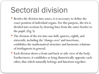 the division of iris .pptxdividion of iris | PPT