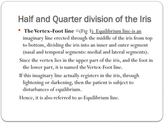 the division of iris .pptxdividion of iris | PPTX