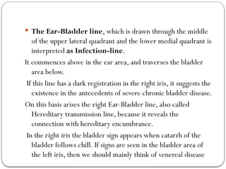 the division of iris .pptxdividion of iris | PPTX