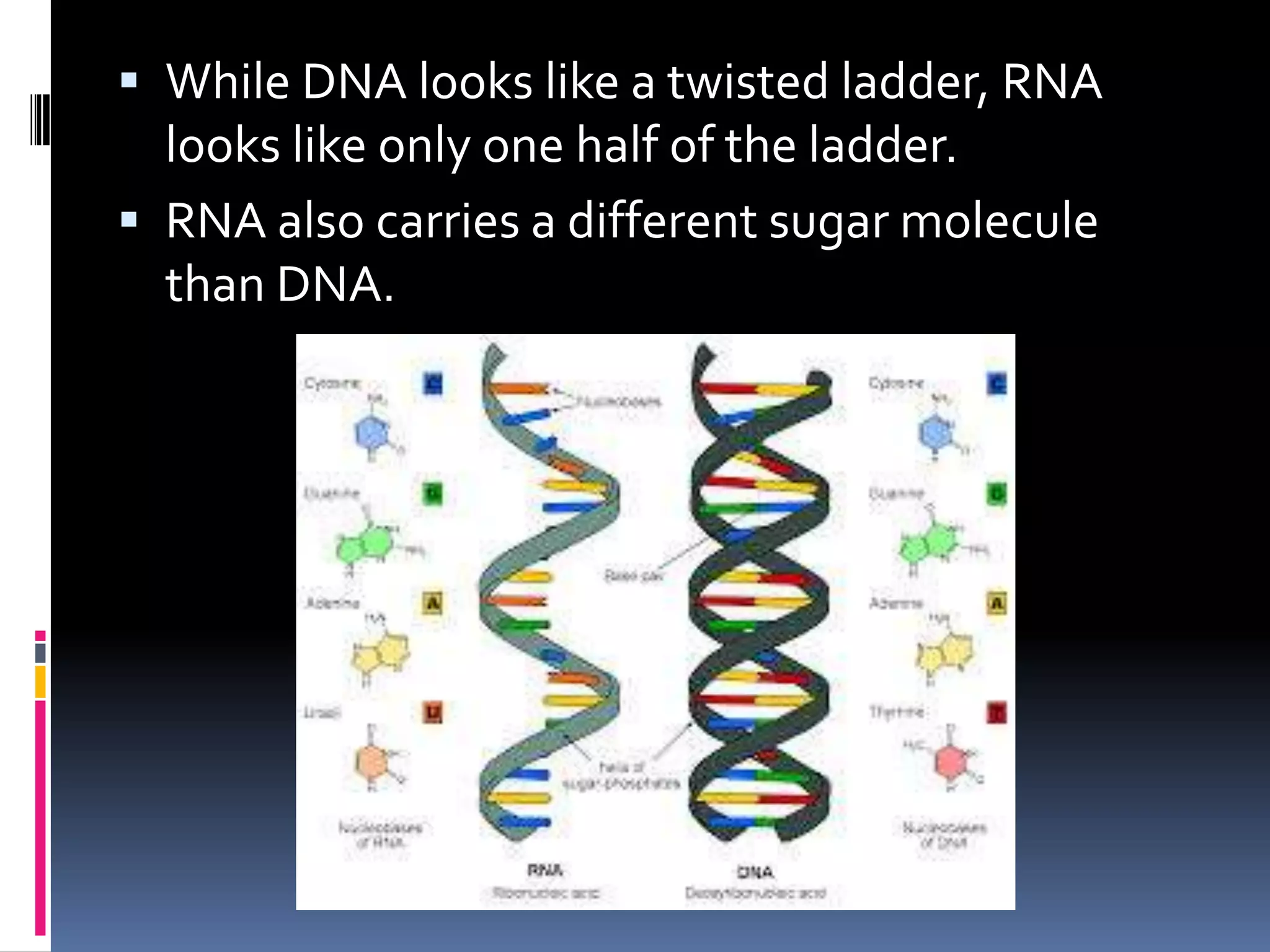 The dna connection powerpoint | PPTX