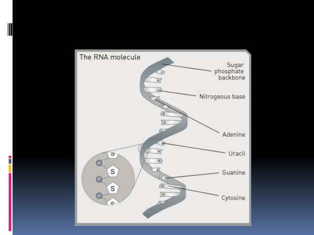 The dna connection powerpoint | PPT
