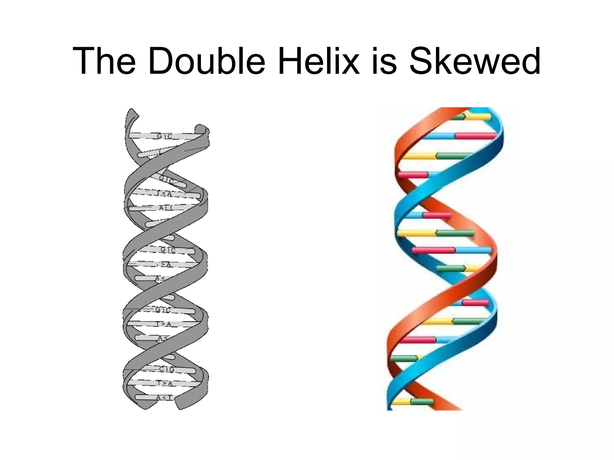 The DNA Double Helix | PPT | Physics | Science