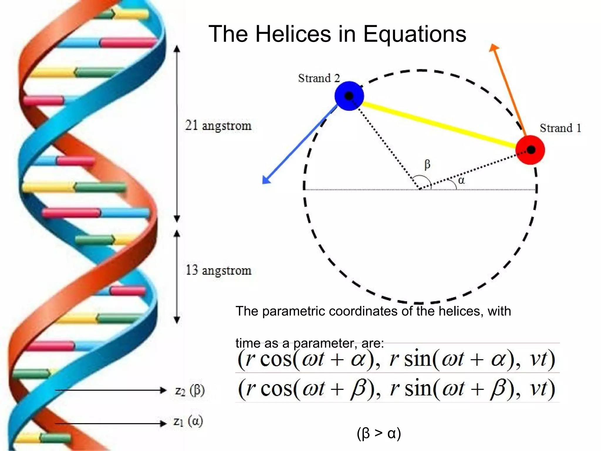 The DNA Double Helix | PPT | Physics | Science