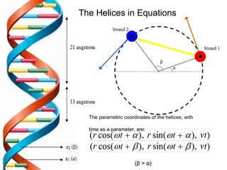 The DNA Double Helix | PPT | Physics | Science