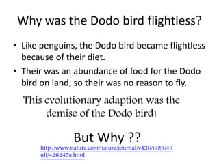 The dodo bird | PPTX