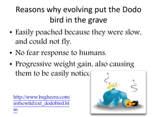 The dodo bird | PPTX