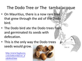 The dodo bird | PPTX