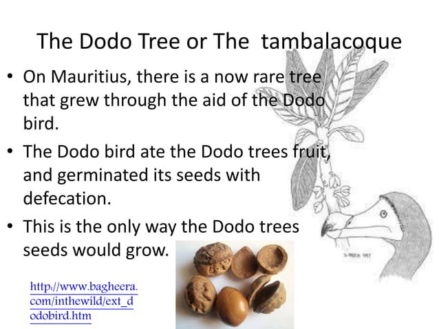 The dodo bird | PPTX | Birds | Pets