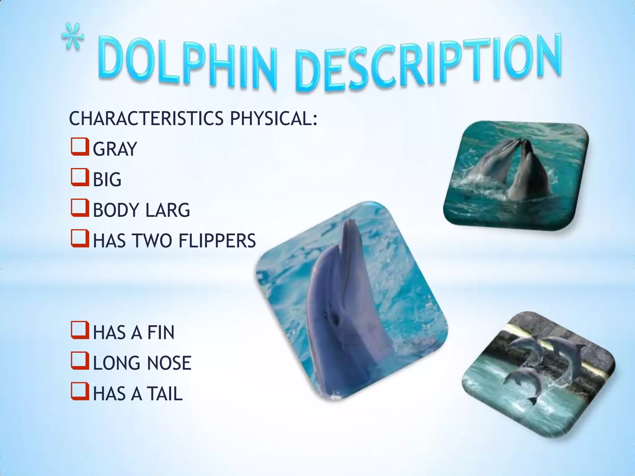 The dolphins power point | PPT