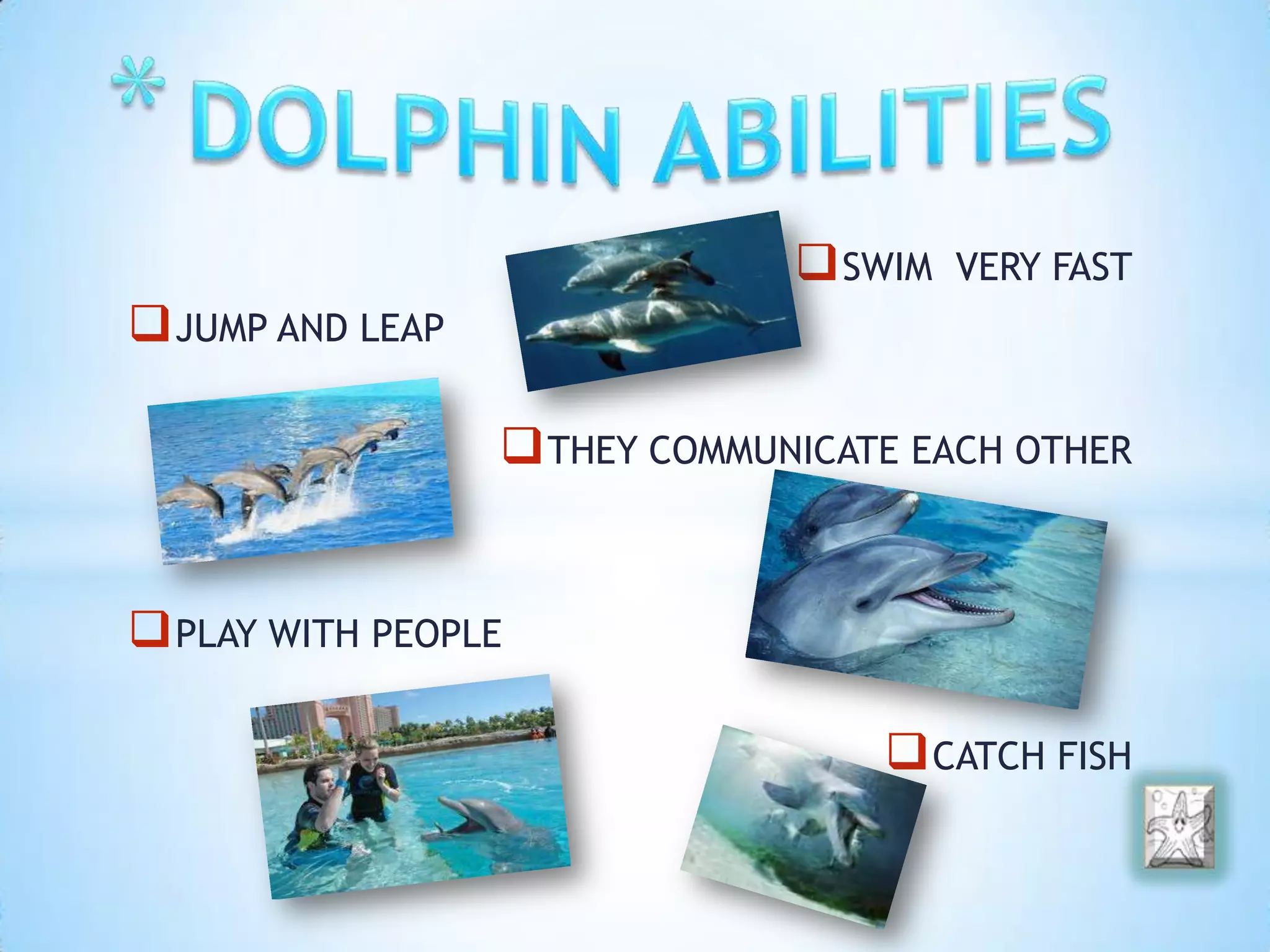 The dolphins power point | PPT
