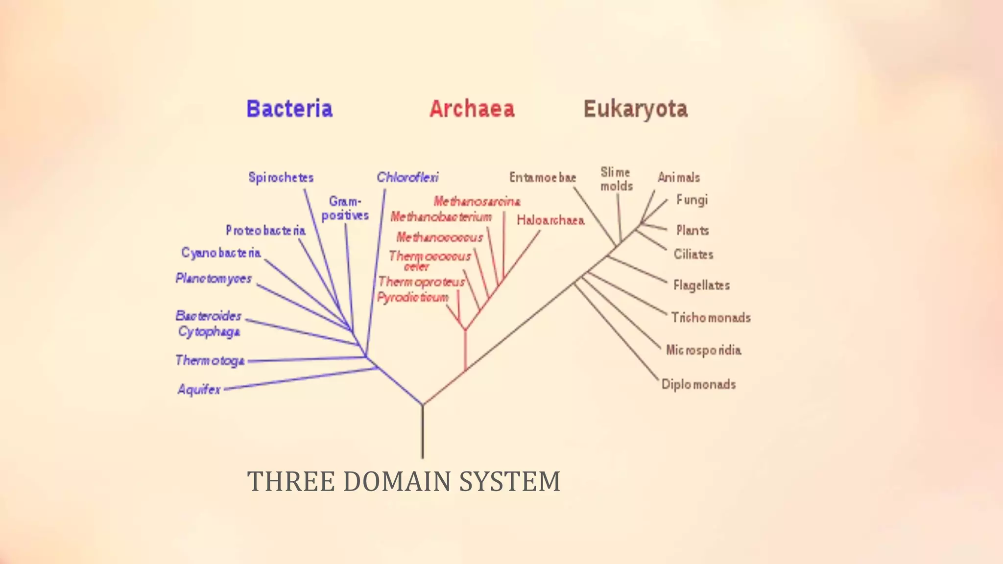 The domain archaea | PPTX