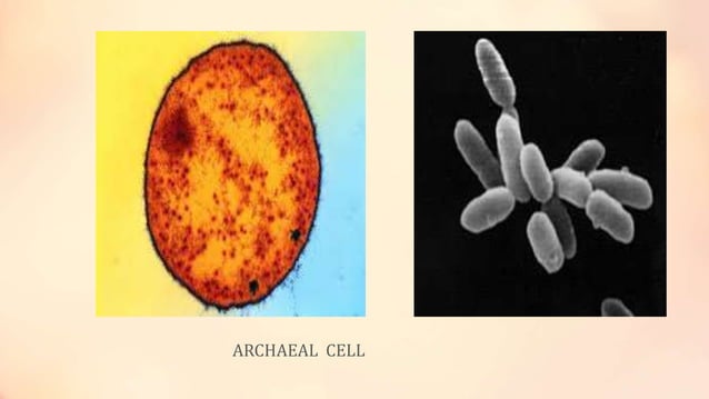 The domain archaea | PPTX | Chemistry | Science