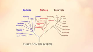 The domain archaea | PPTX