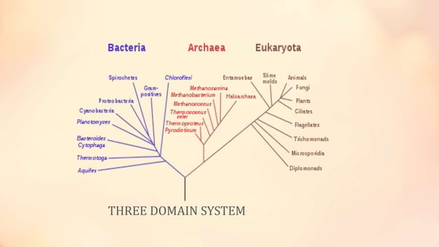 The domain archaea | PPTX | Chemistry | Science